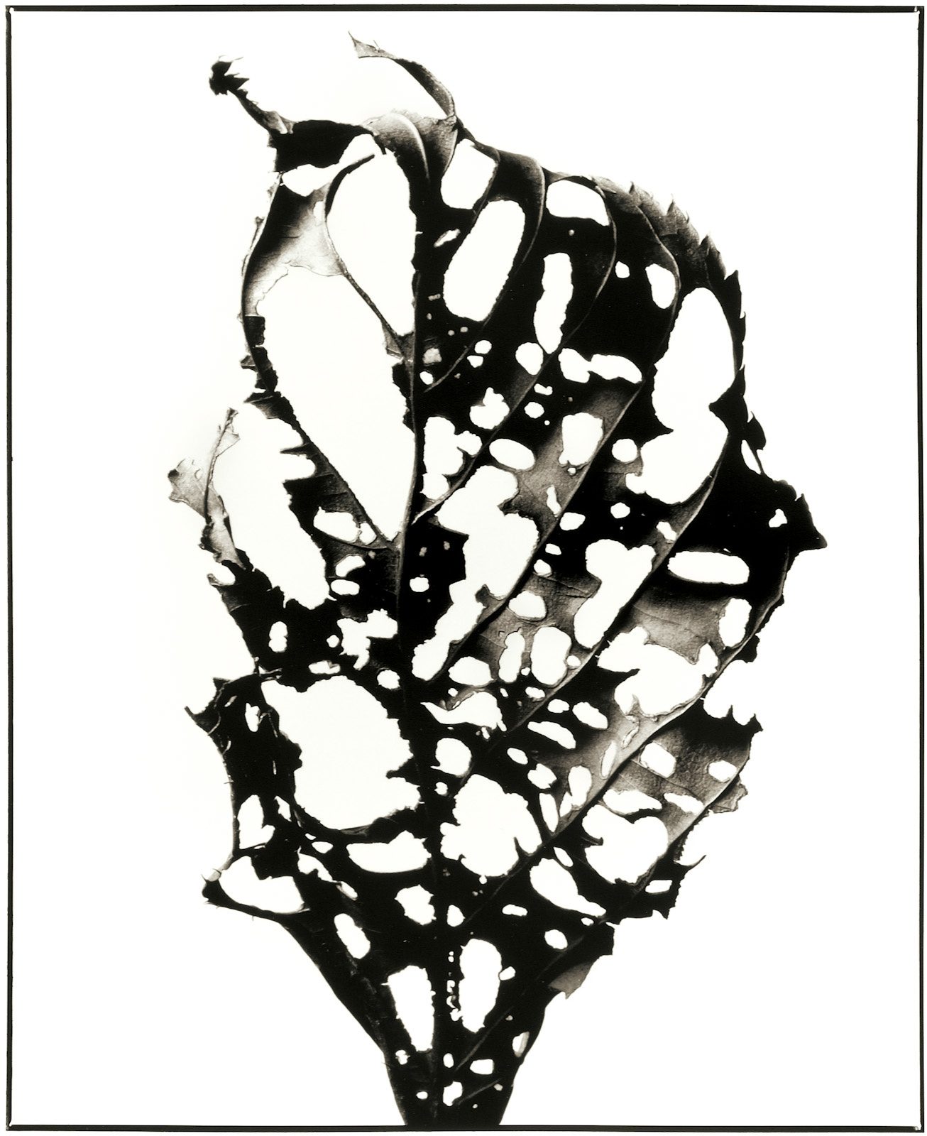 Sakura: The Humble Leaf - Photographs and text by Mitsuo Suzuki ...