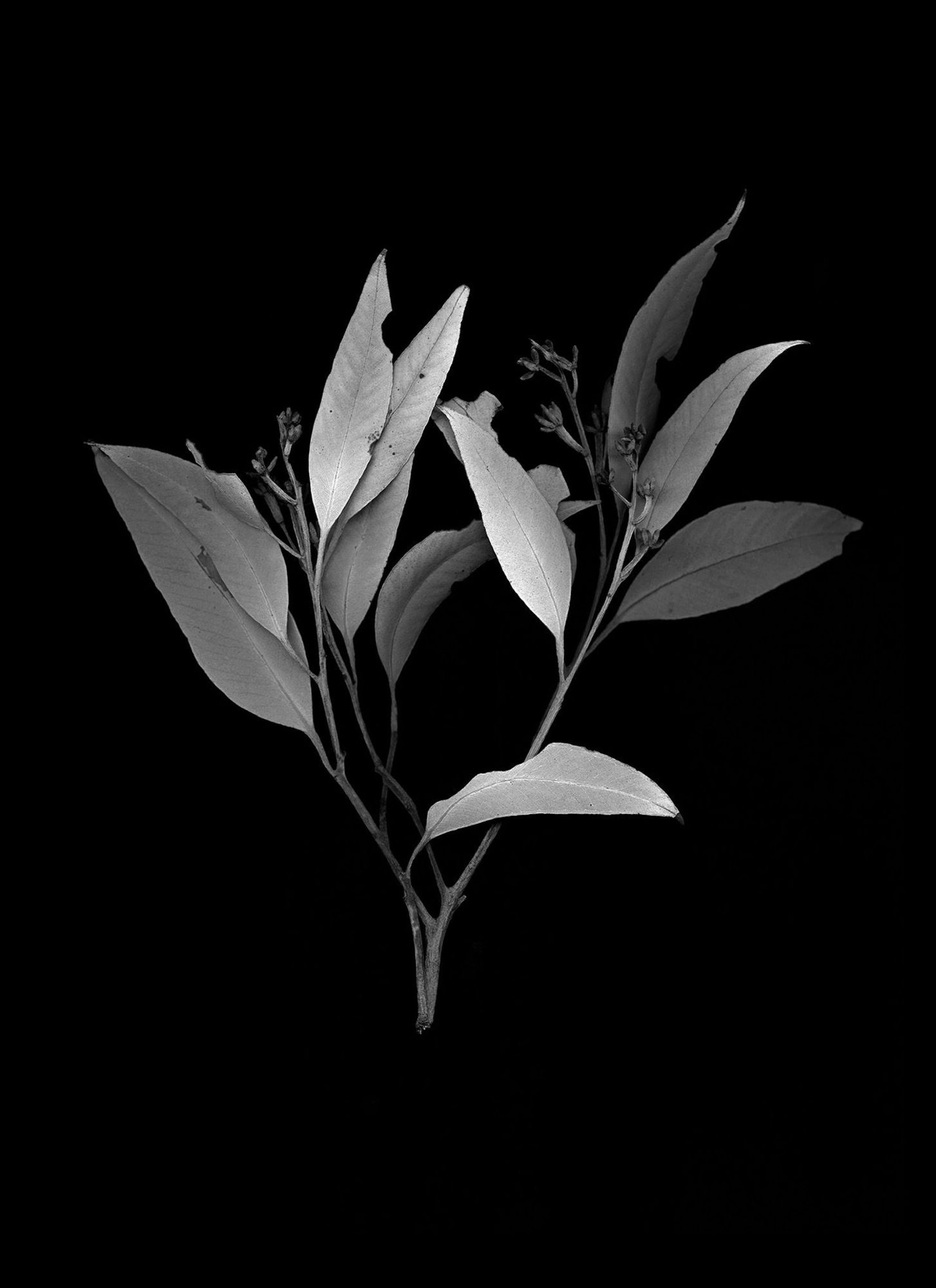 Fluid Forms: Oliva María Rubio’s Take on Art Photography - Photographs ...