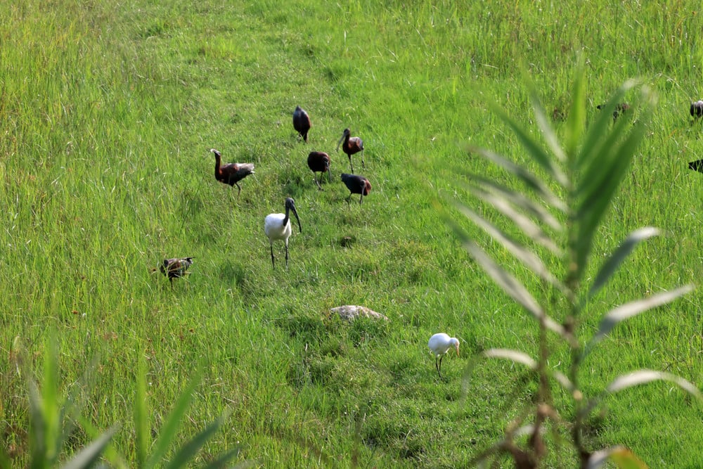 Green flock - LensCulture