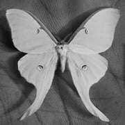 Isabel Foley | LensCulture