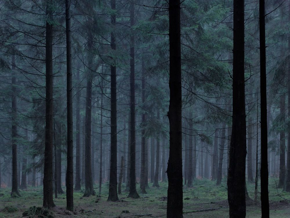 WALD: Landscapes of Memory - Photographs and text byMichael Lange ...