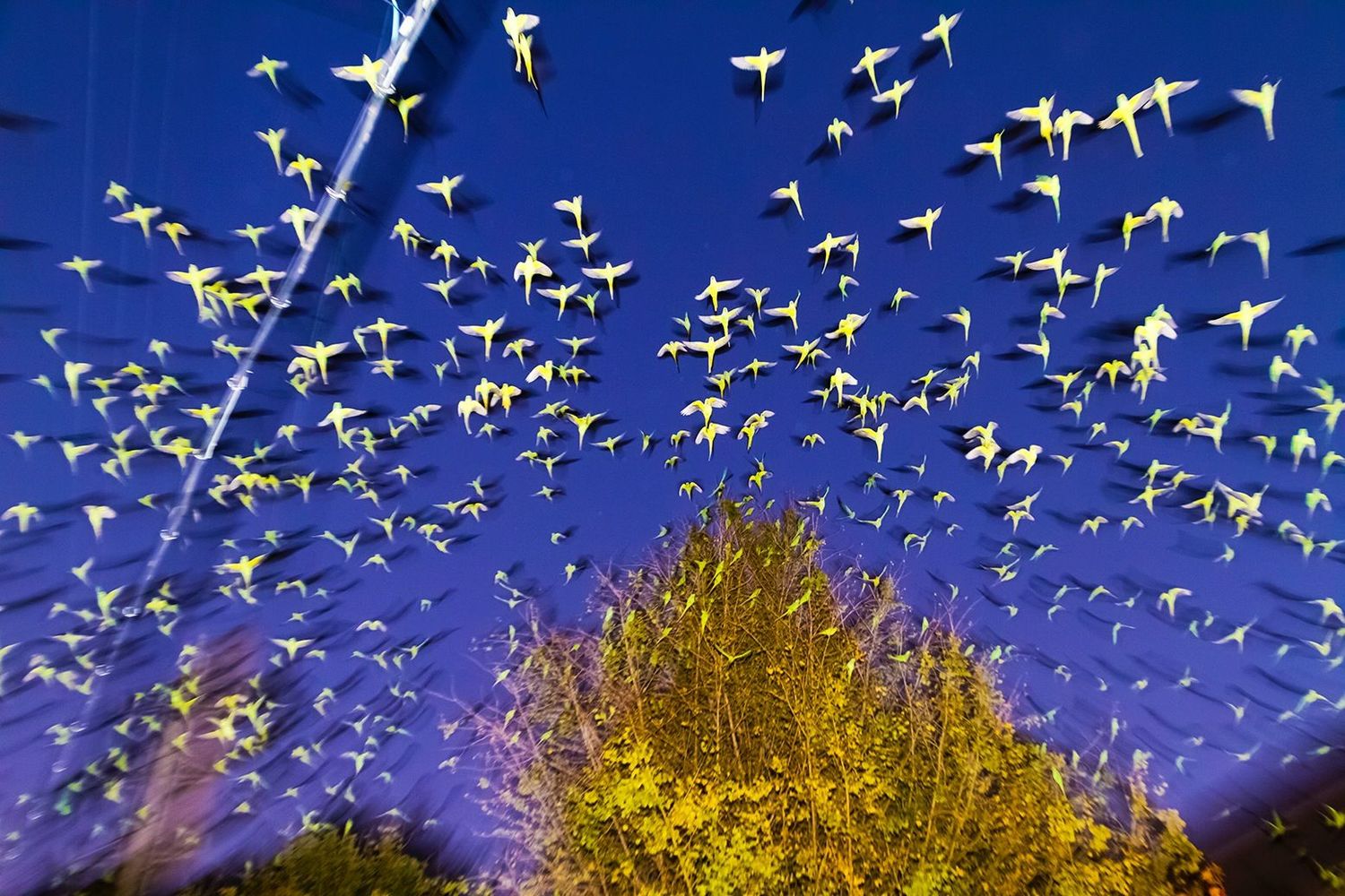 Tokyo Parrots - Photographs and text by Yoshinori Mizutani | LensCulture
